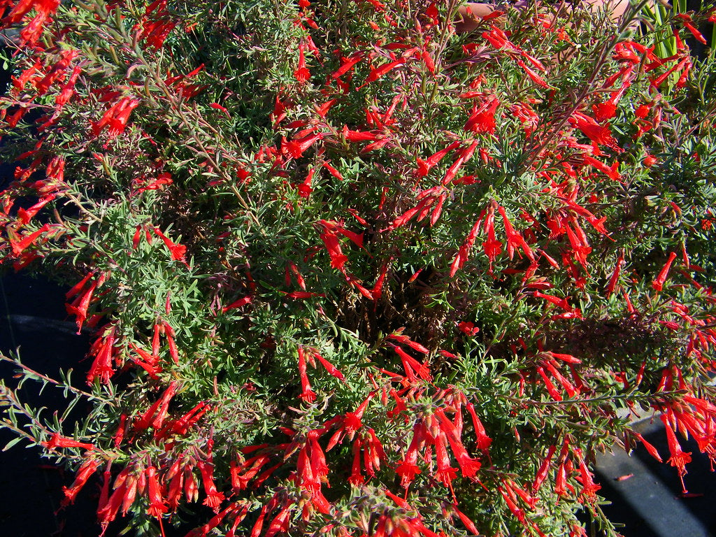 California Fuchsia - Epilobium canum – Pans Garden Nursery
