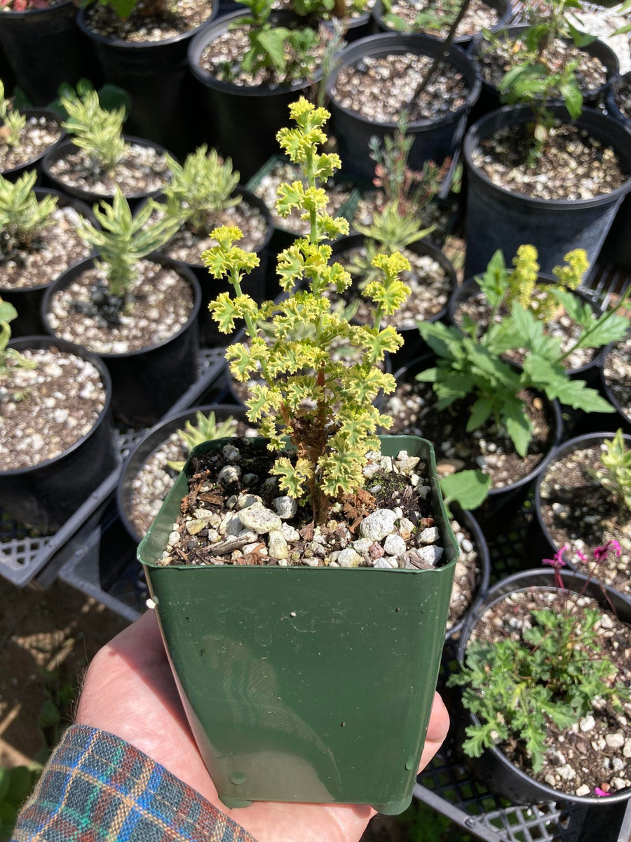 Dwarf Variegated Lemon Geranium -- Pelargonium crispum 'Golden Lemon ...