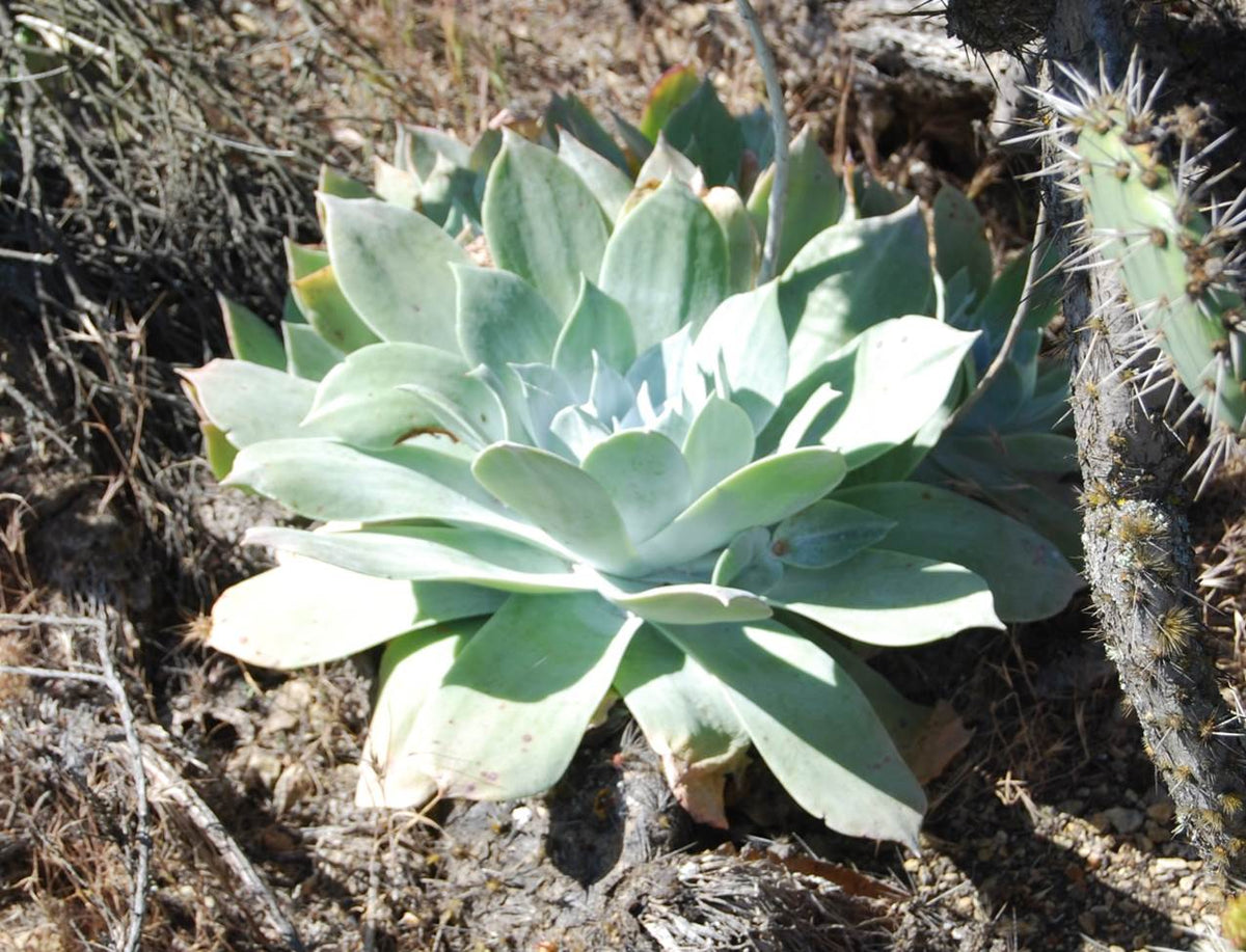 Chalk Dudleya -- Dudleya pulverulenta – Pans Garden Nursery